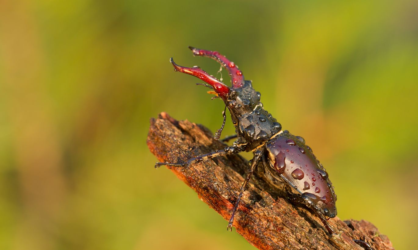 Pēc vairāk nekā 50 gadu pārtraukuma Latvijā atrasta lielākā vabole ...