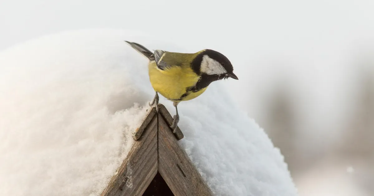 KIRI Tihane koputab aknale