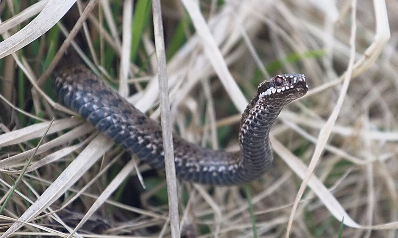 Rästik ohustab nii lapsi kui täiskasvanuid - Pärnu Postimees - Tasuline ...