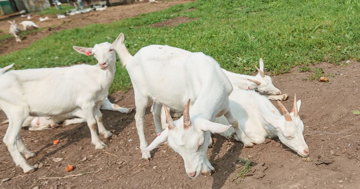 Eestis vaadatakse üle loomade pidamise regulatsioon ja tegevuspraktika