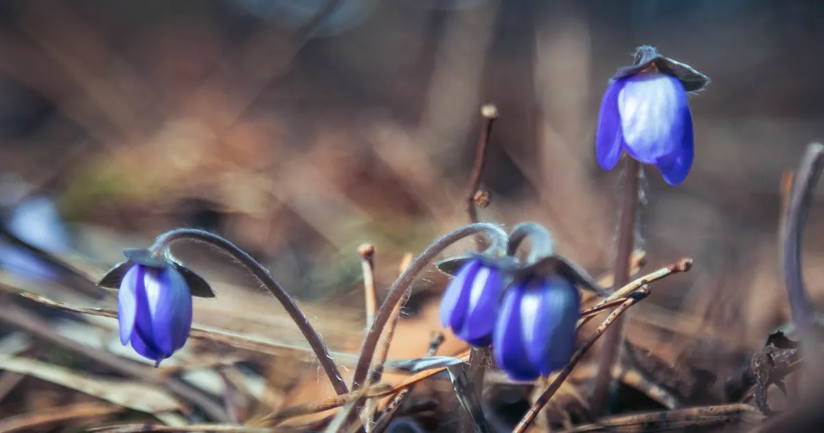 FOTOD Sinililled sillutamas kevadele teed