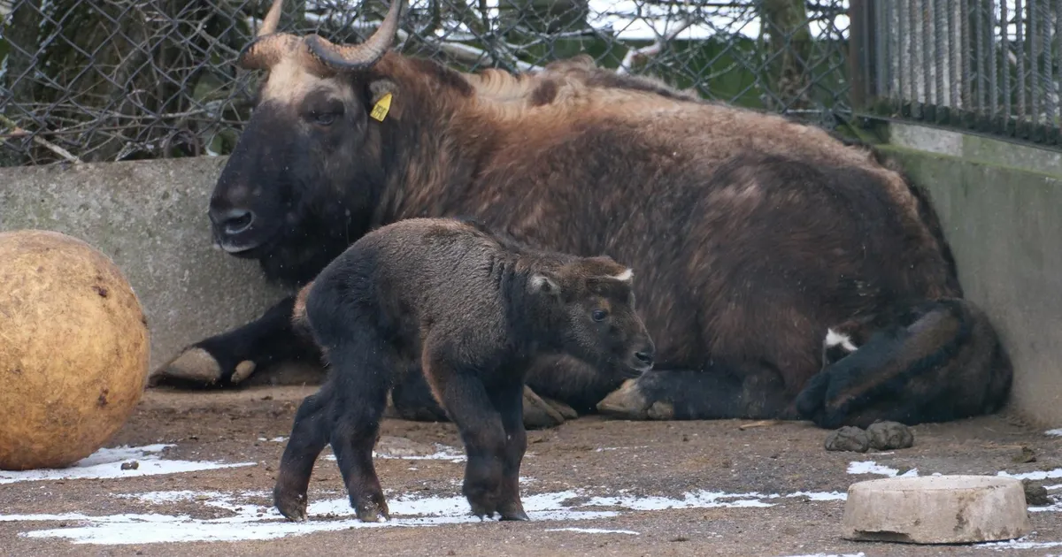NÄDALA LOOMAAED Munadepüha eel hakkas tublisti pisiperet lisanduma