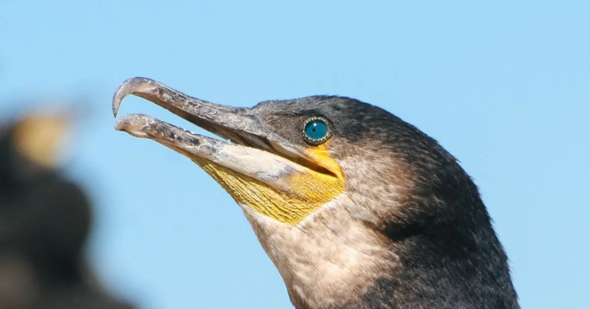 AASTA LIND Kormorani tutvustav rändnäitus jõudis Saaremaale