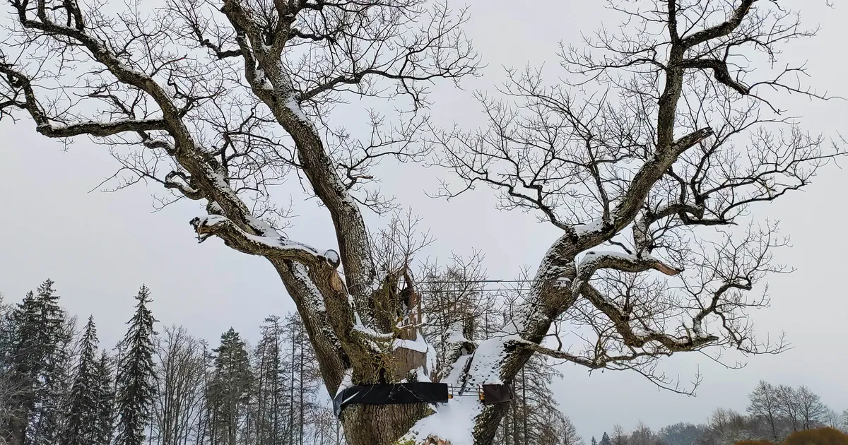 Pühajärve sõjatamm kandideerib Eesti aasta puu tiitlile