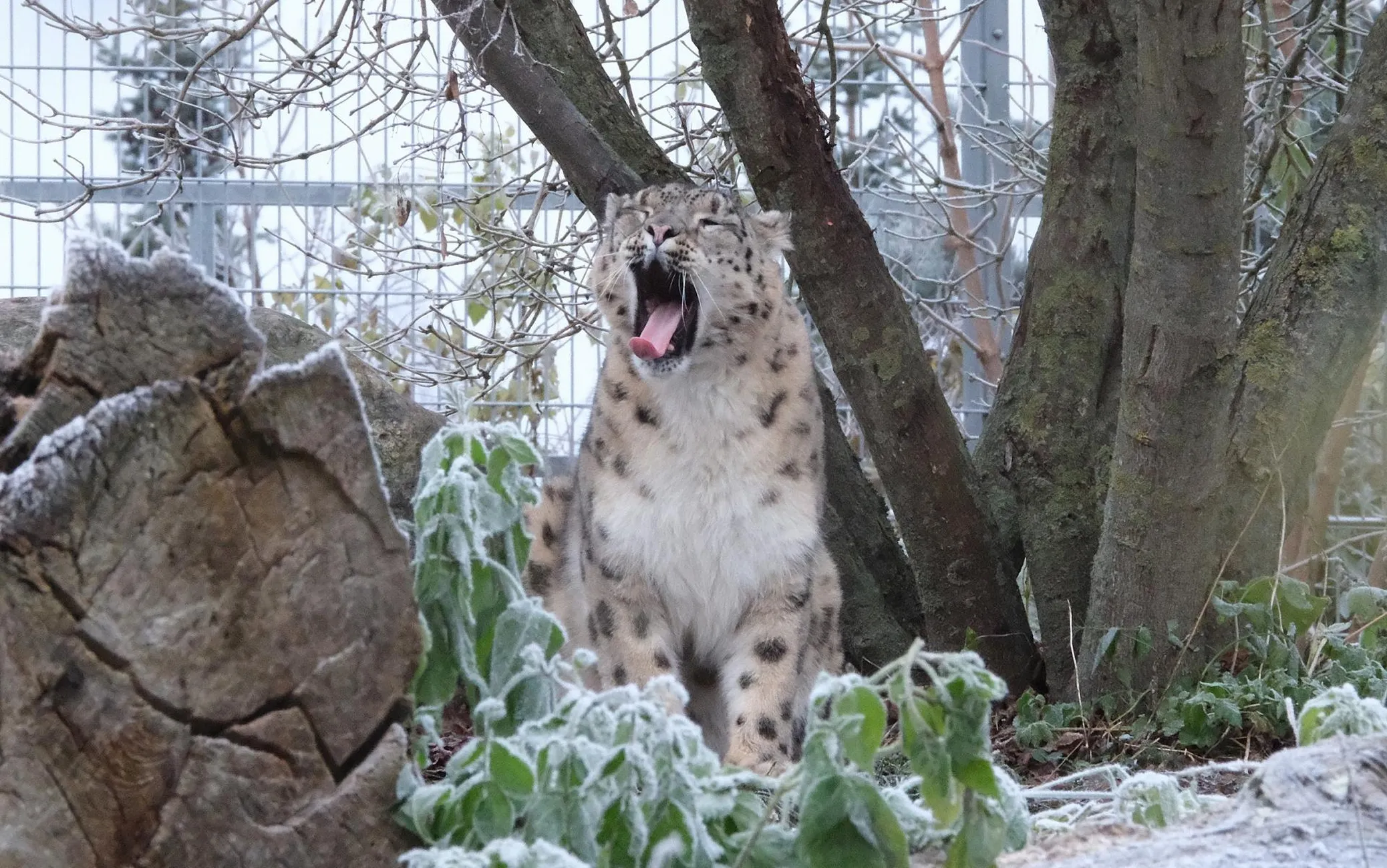 LOOMARIIK Kesknädalane härmahommik tõi Veskimetsa talvist hõngu
