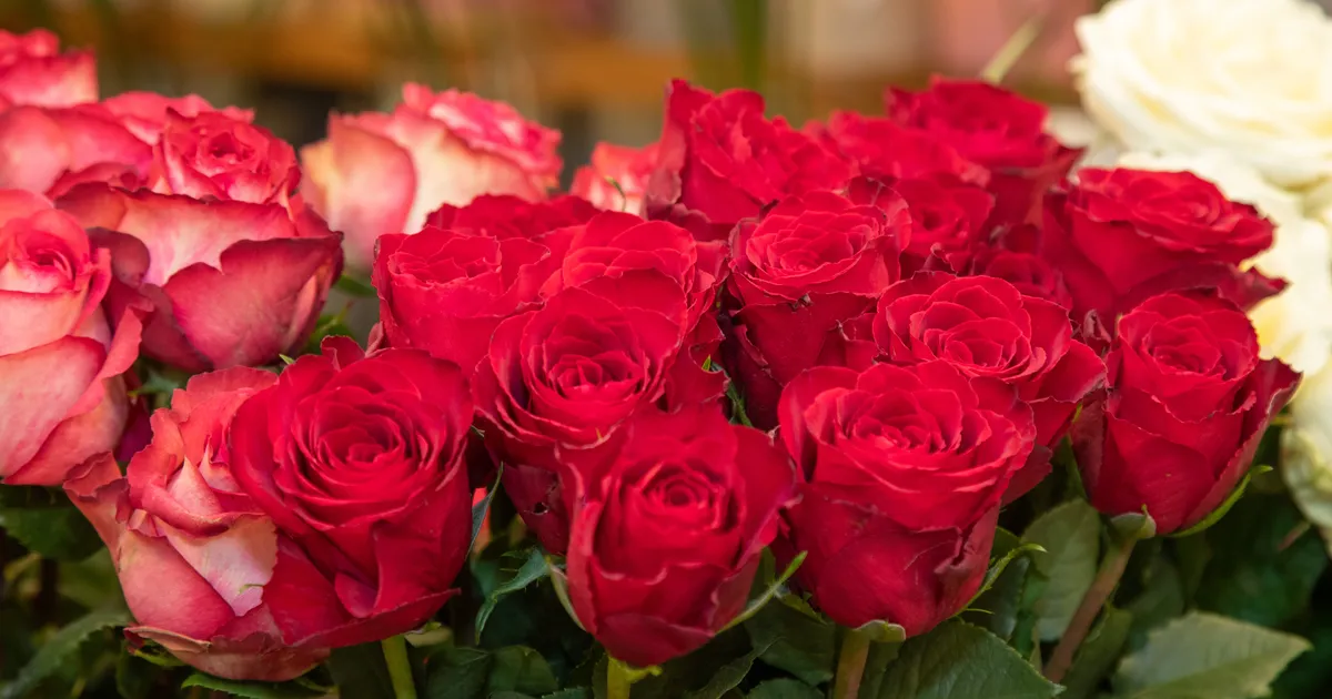 Võru Rimis müüdi roosikimpe enneolematult soodsa hinnaga. «Selline ...
