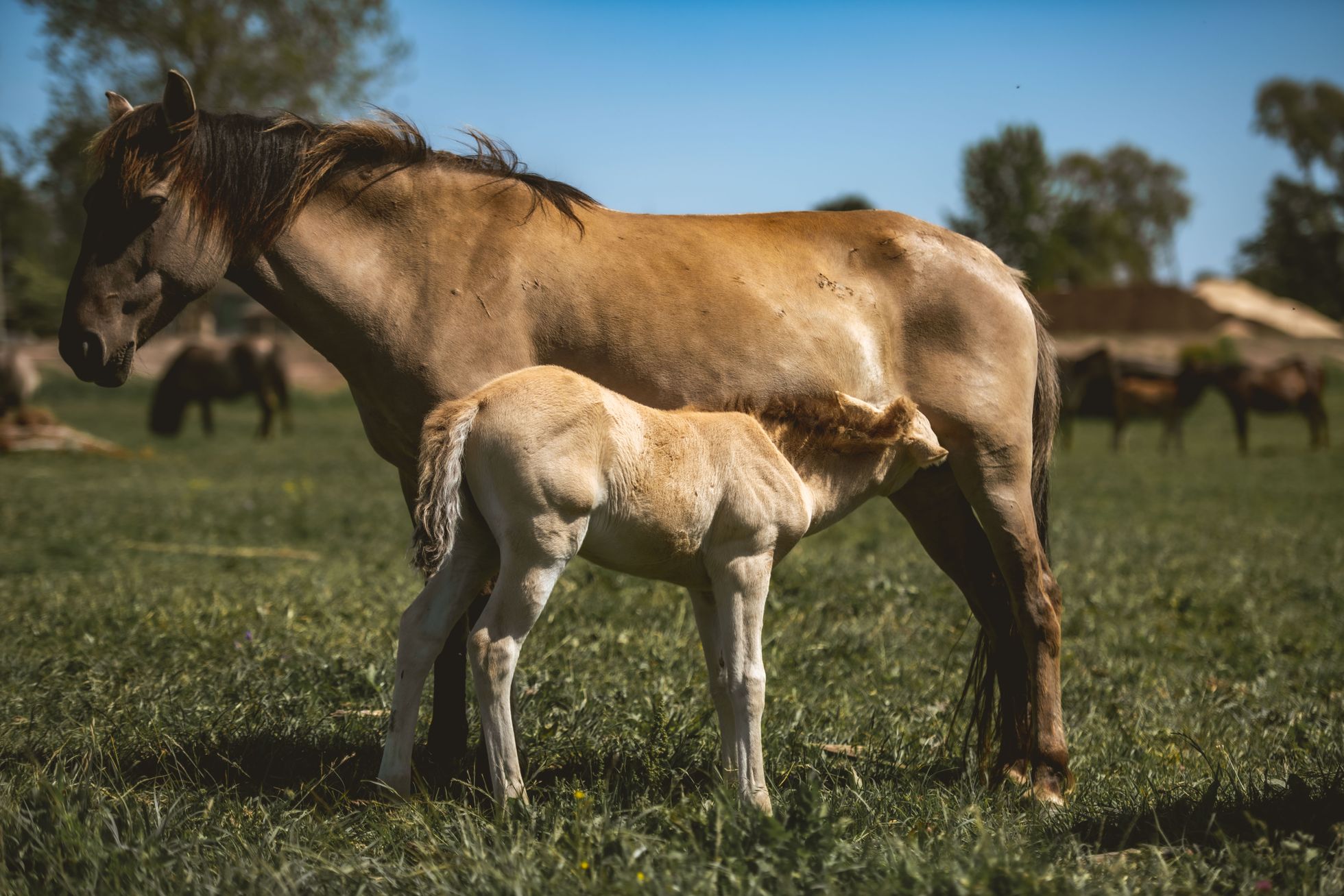 Neaizmirstams skats: savvaļas zirgu deja Jelgavas pils salā