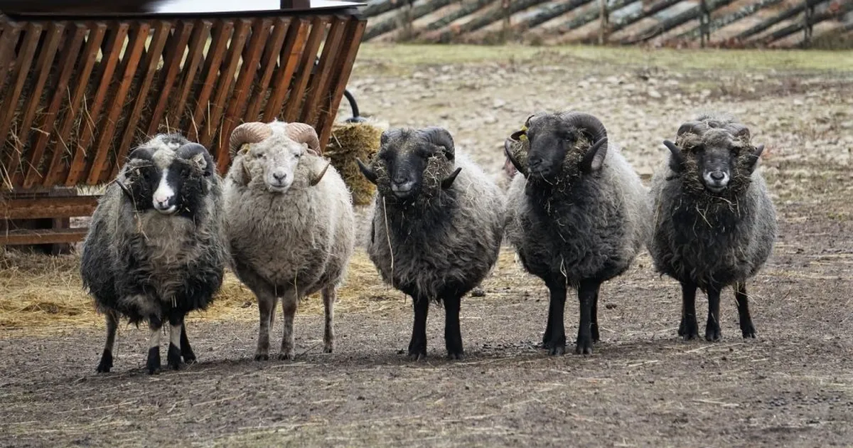 Šaakal murdis loomaaias Kihnu lamba