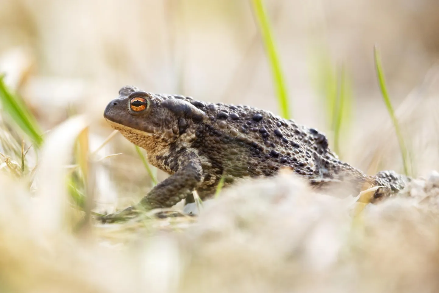 UUS OHTLIK TREND Neid loomi ei tohi mingil juhul lakkuda!