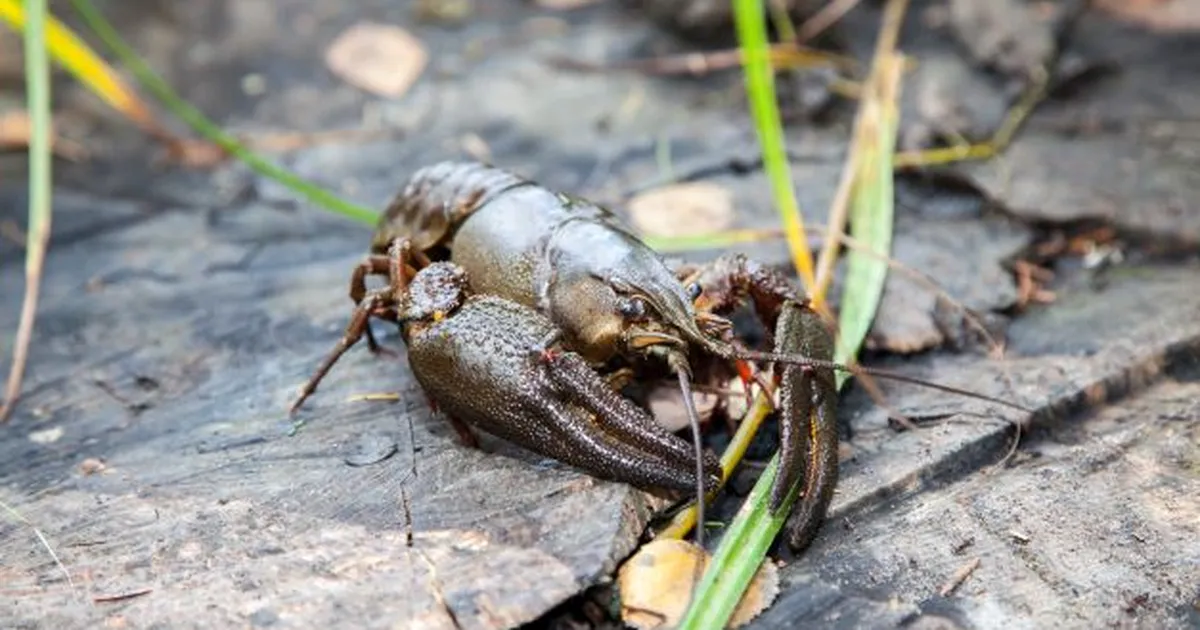 Vähiröövleid tänavu Saaremaal ei tabatud