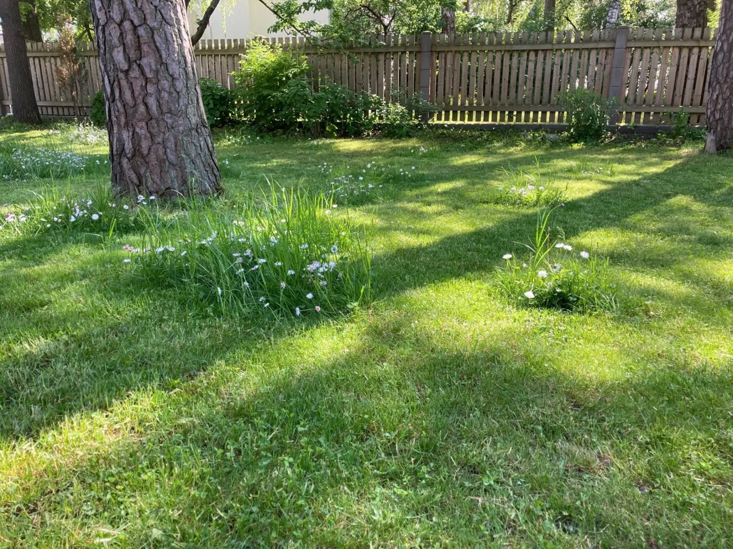 Kāpēc un kā ienest piemājas dārzā dabas daudzveidību