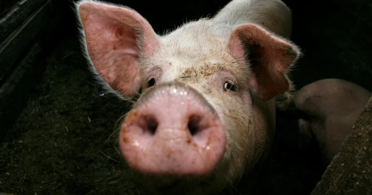 Sigade Aafrika katk tuvastati Viljandi väikefarmis