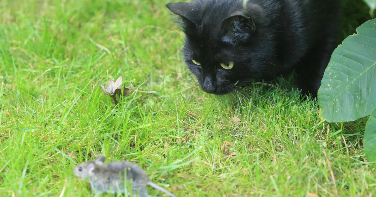 Hiired on talvise aia peale maiad