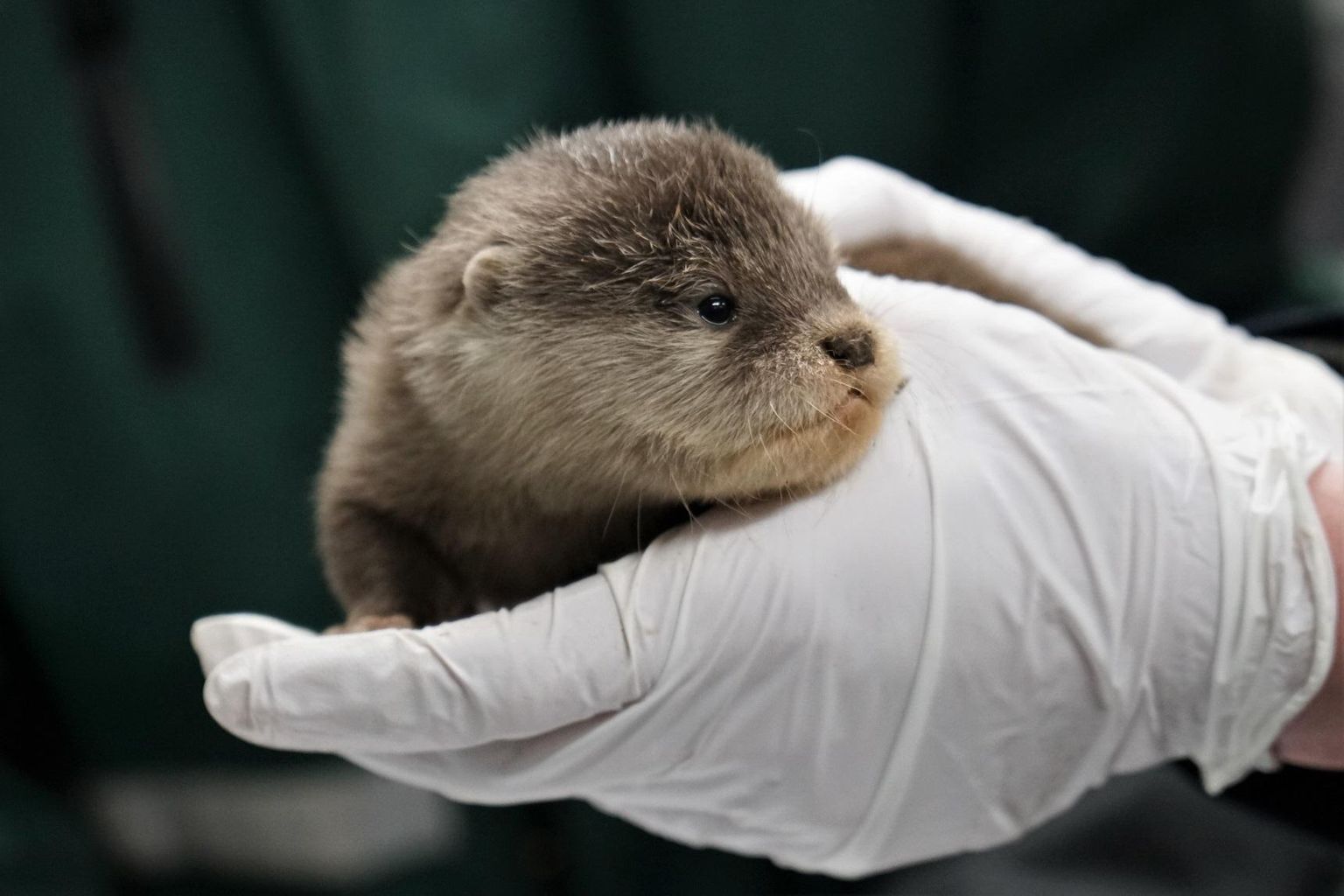 NÄDALA LOOMAAED Soojas vihmametsahoones sirguvad noored saarmapojad