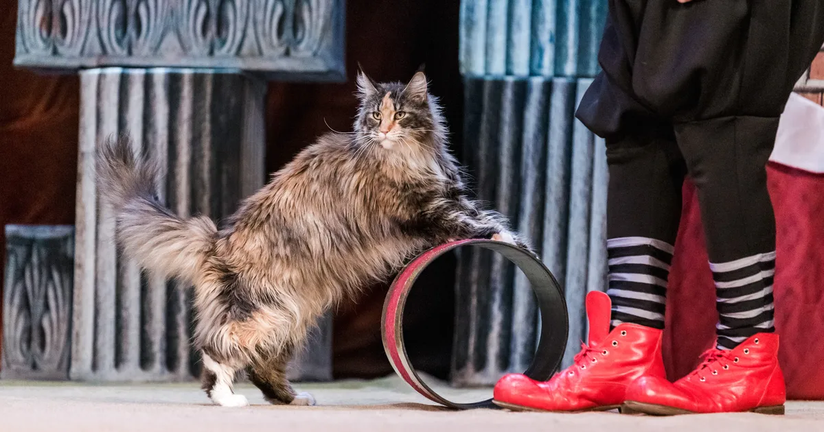 Paksu pahameelt tekitanud Vene kassiteater väisab taas Eestit