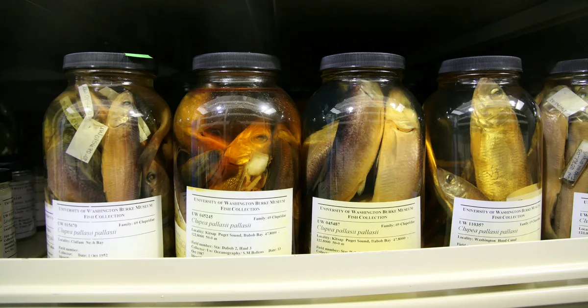 NEW SCIENTIST Parasiidid ei ole ainult «pätid ja kaabakad»