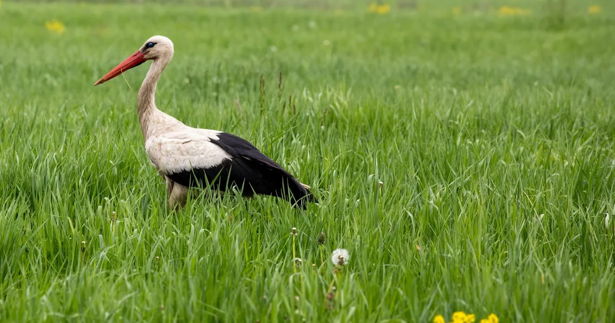 Toonekurg sai autolt löögi