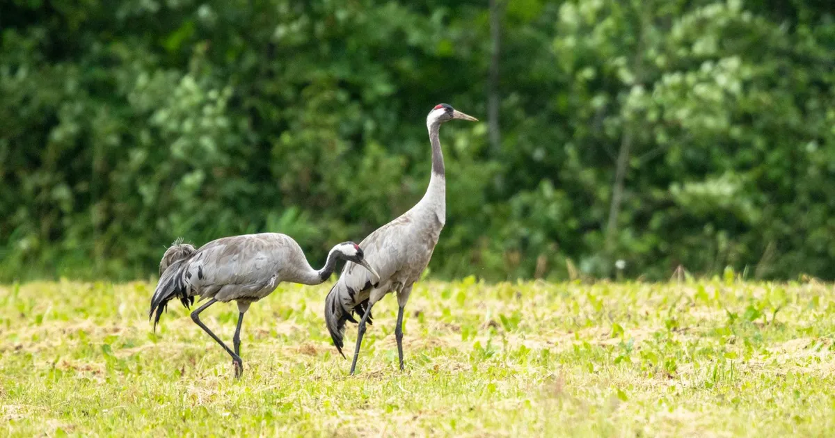 Suvise looduse värvikirevus ja linnuelu: kohtumised sookurgede ja ...