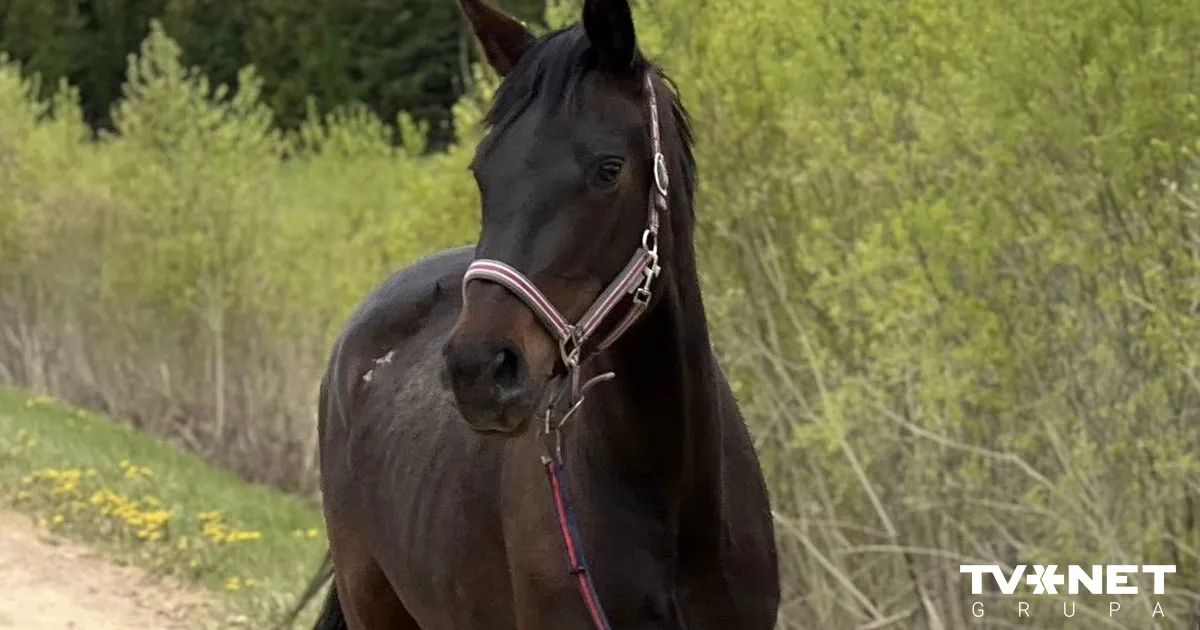VIDEO Jēkabpils pusē atradies vairāk nekā divas nedēļas pazudušais zirgs