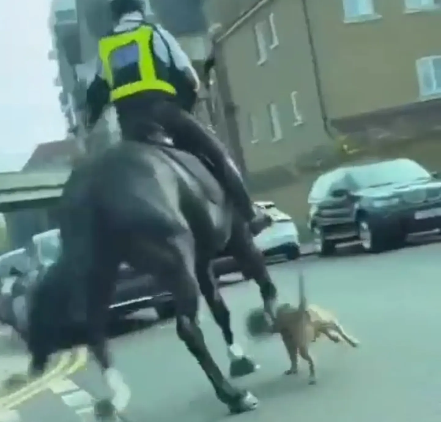 KÕHE VIDEO Kuri koer ründas politseiniku hobust