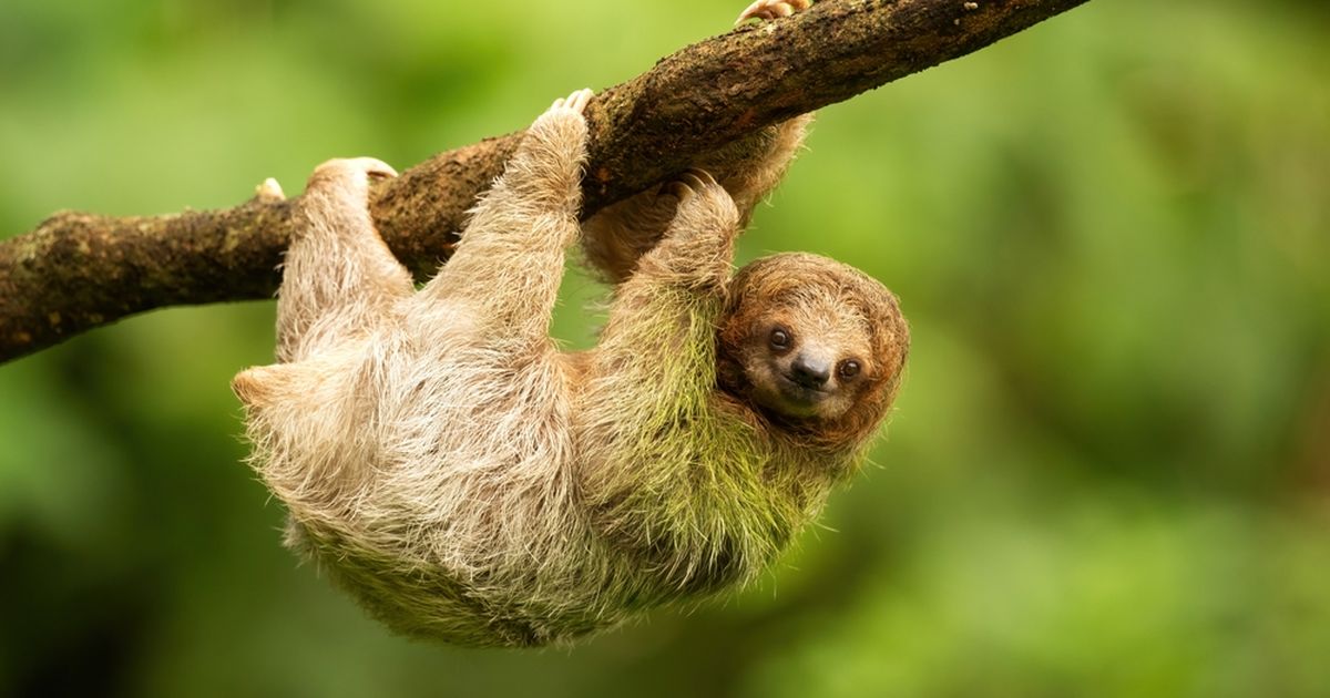 NUNNU VIDEO Vaata, mis on ühist inimesel ja laiskloomal