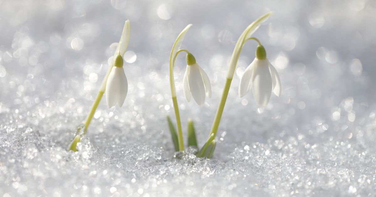 Naktī uz svētdienu vietām gaidāms putenis, nedaudz pierims vējš - Laika ...