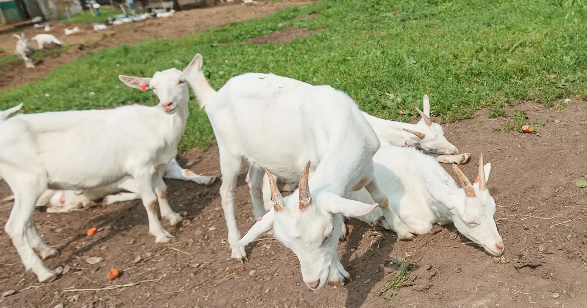 Eestis vaadatakse üle loomade pidamise regulatsioon ja tegevuspraktika