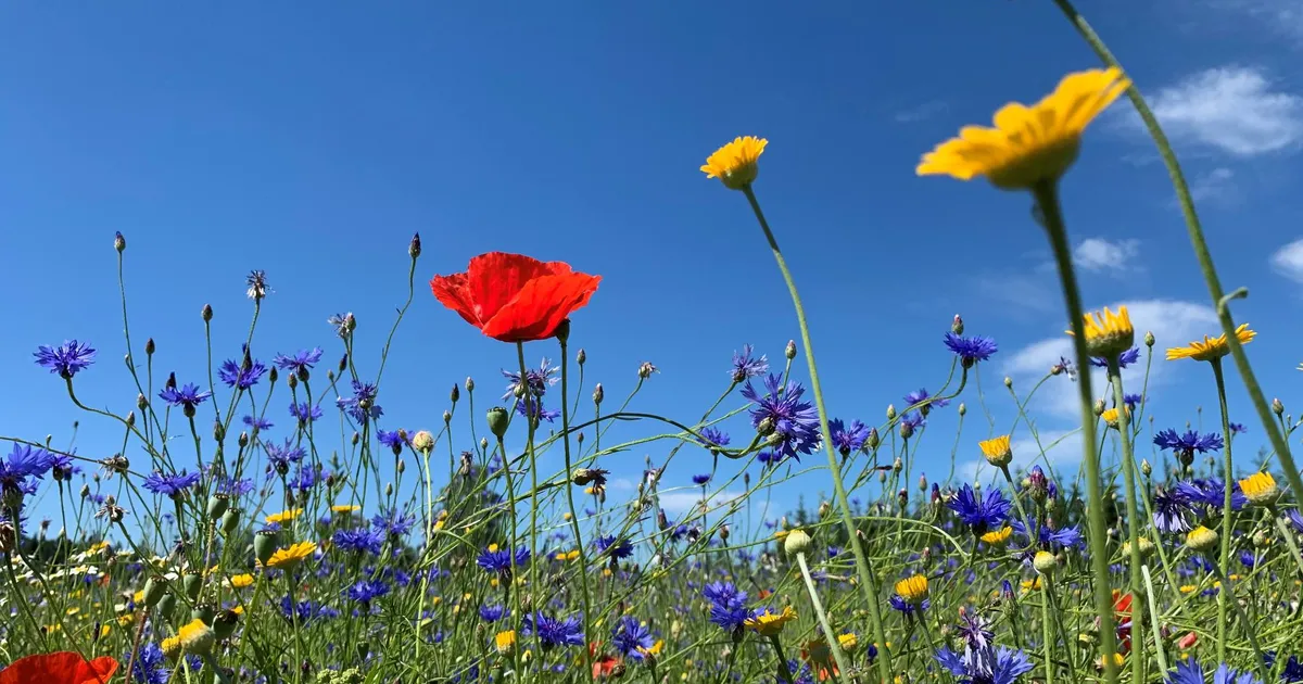 PILDID Õiterikas ja värvikas lilleniit lummab iluga