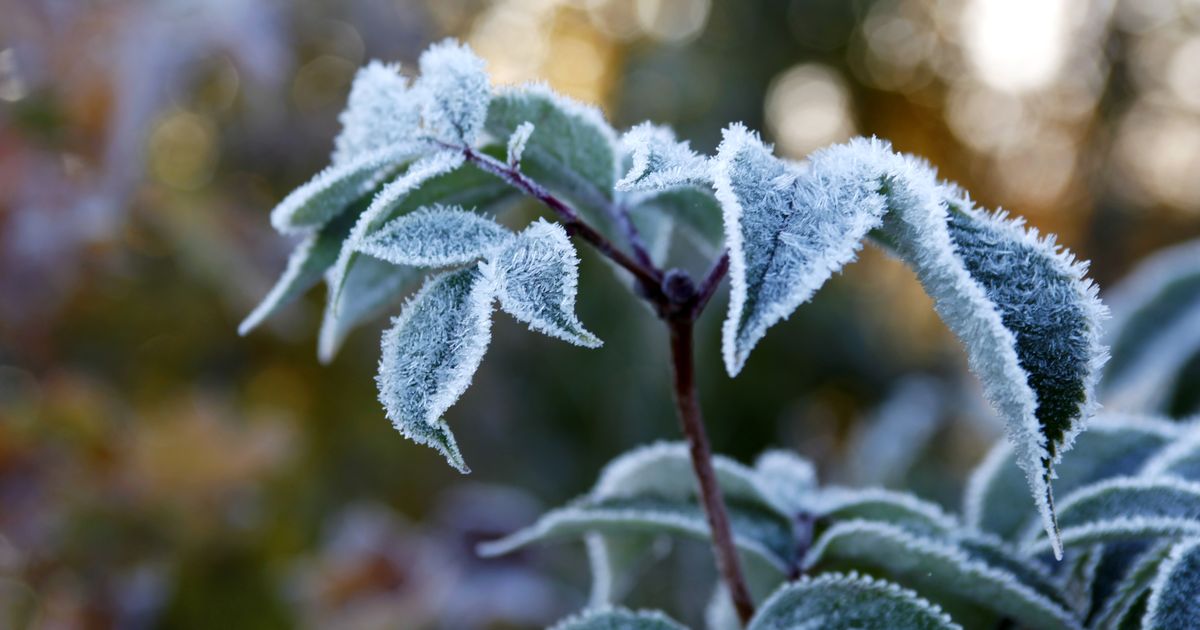Naktī uz svētdienu valsts lielākajā daļā gaidāma salna - Laika ziņas ...