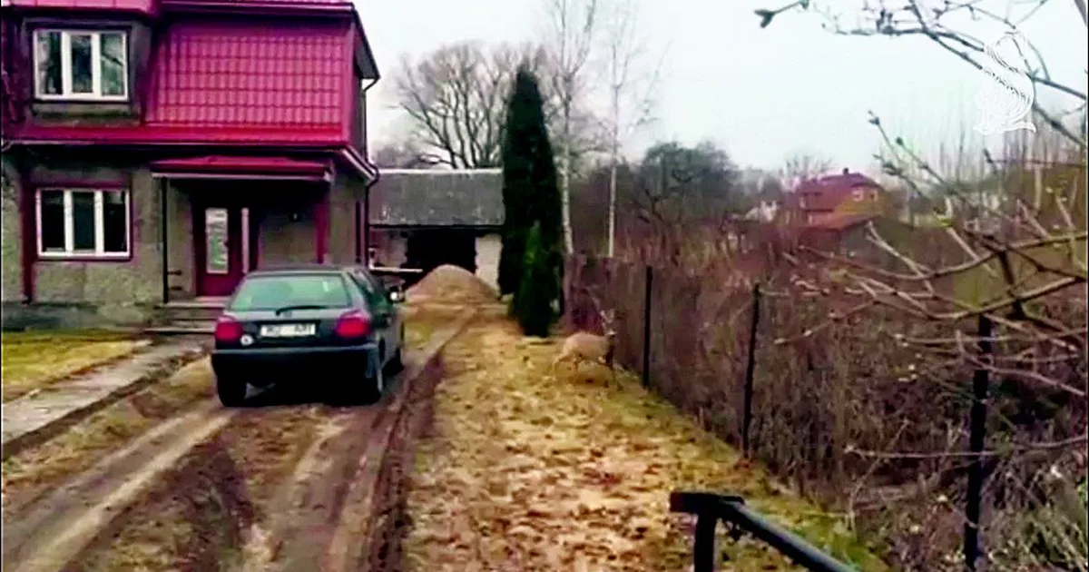 Video: Viljandisse eksinud metskits rammis sarvedega aeda