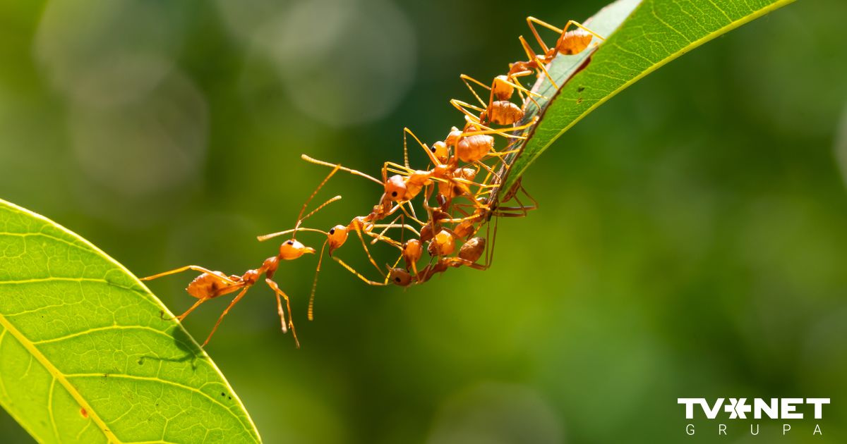 Lietuviešu fotogrāfa uzņemts attēls atklāj, cik biedējoši izskatās ...