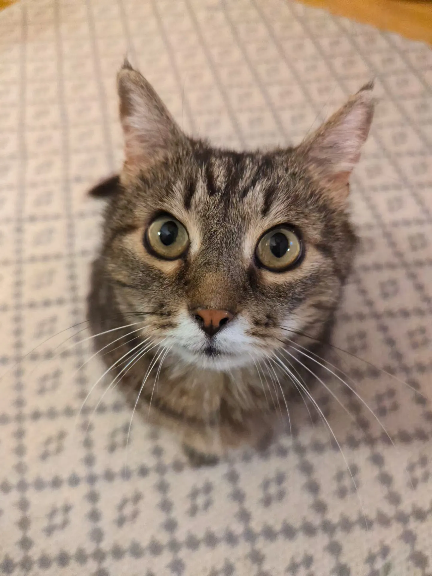 Politseile valeväljakutse teinud mehe karistus lükati kassi pärast edasi