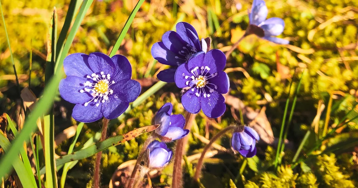 JUHTKIRI: Anname au!