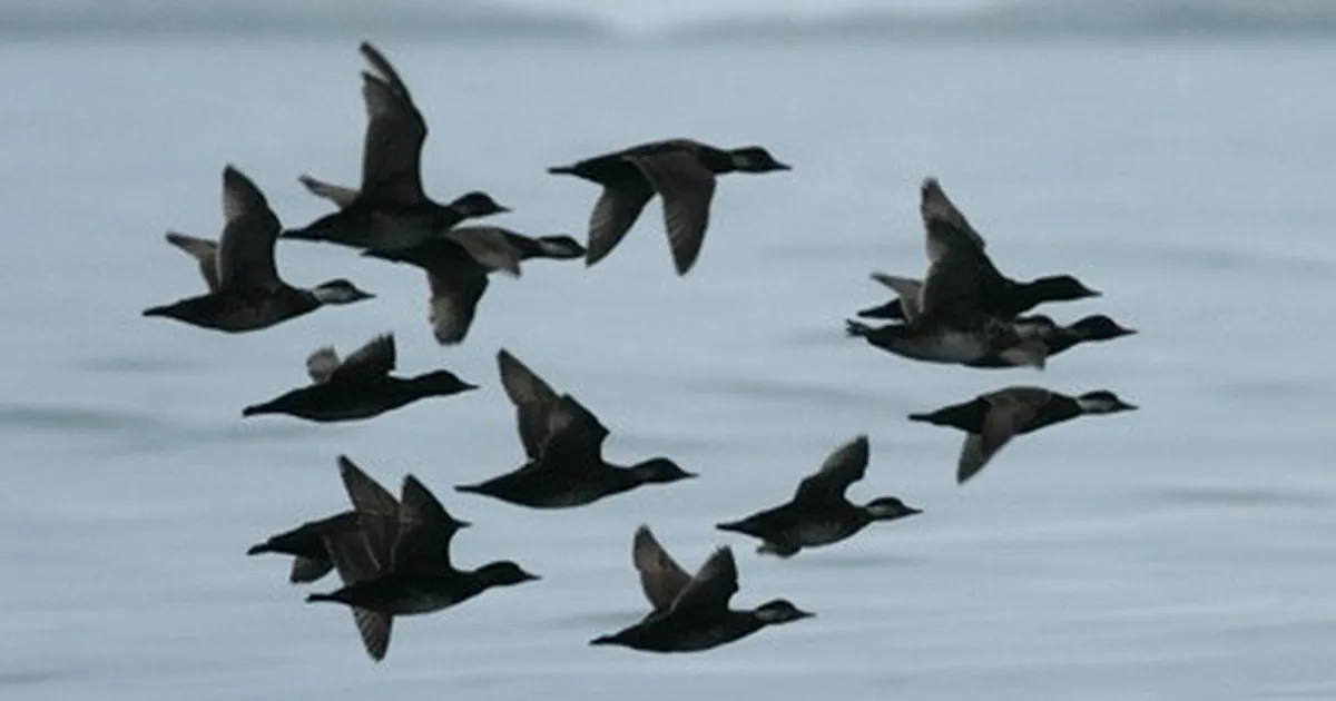 Vaerad – mustad pardid merel