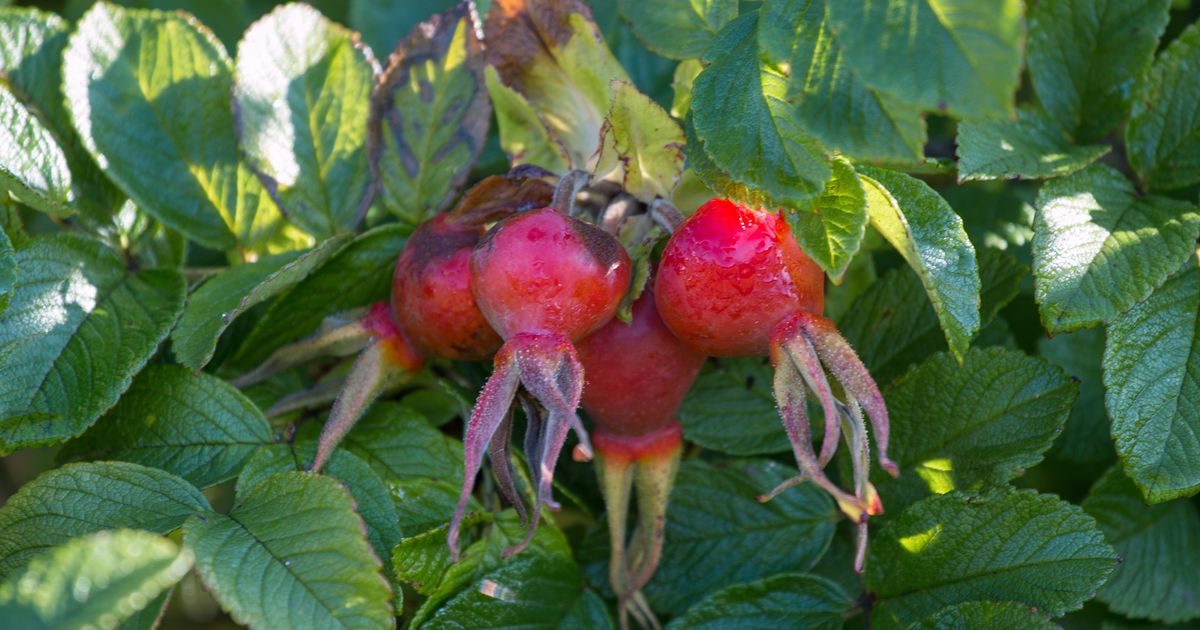 Aasta puu tiitlit kannab kibuvits