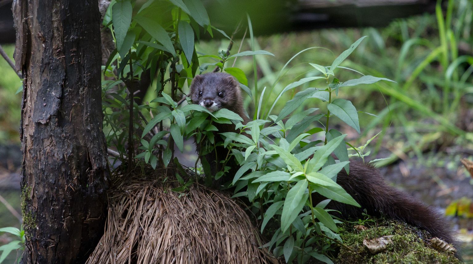 Saared – euroopa naaritsa viimane lootus?