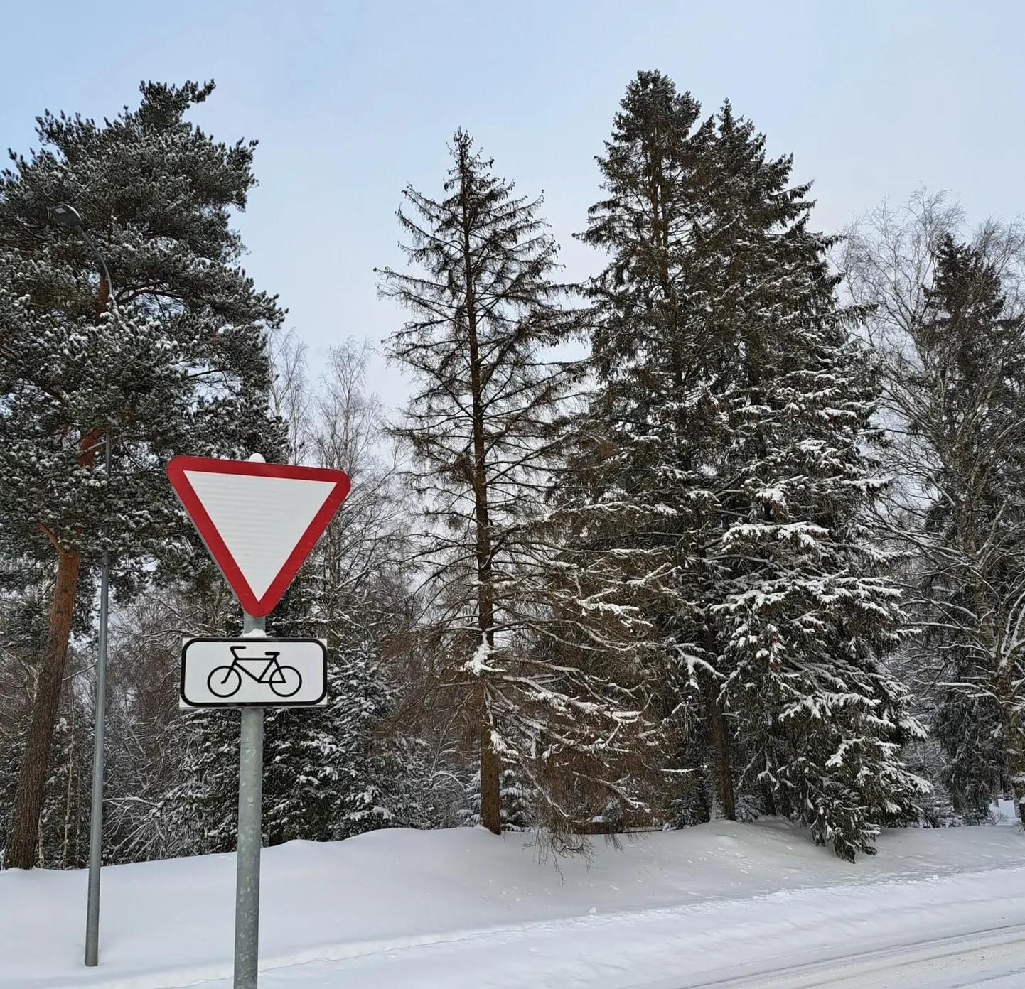 Rakvere Linnakalmistul langetatakse ohtlikke puid