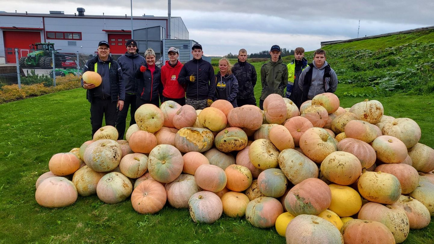 Olustvere õppetalu juht kasvatas 185 kõrvitsamürakat