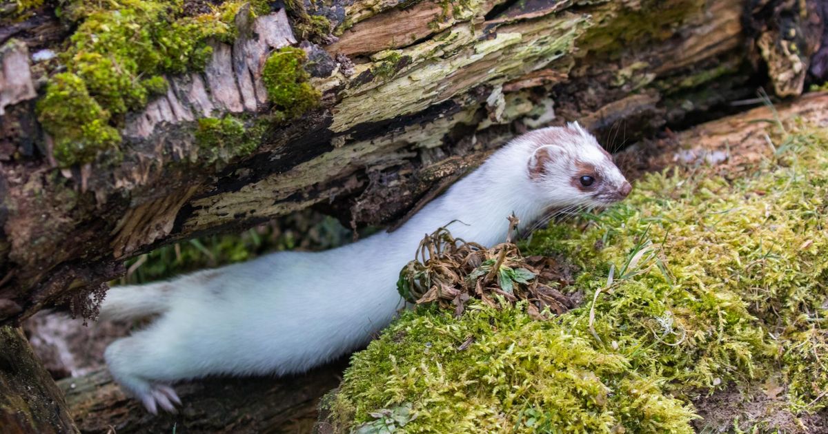 valge nirk - Postimees: Värsked uudised Eestist ja välismaalt