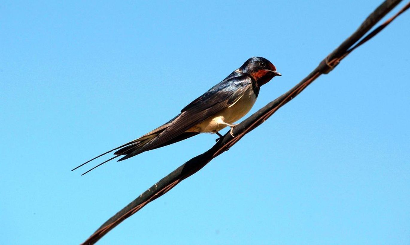 Suitsupääsuke tähistab rahvuslinnuna 50 aasta juubelit - Uudised ...