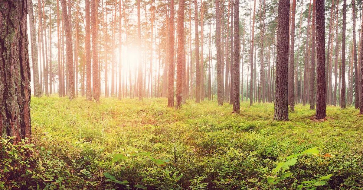 boreaalsed metsad - Postimees: Värsked uudised Eestist ja välismaalt