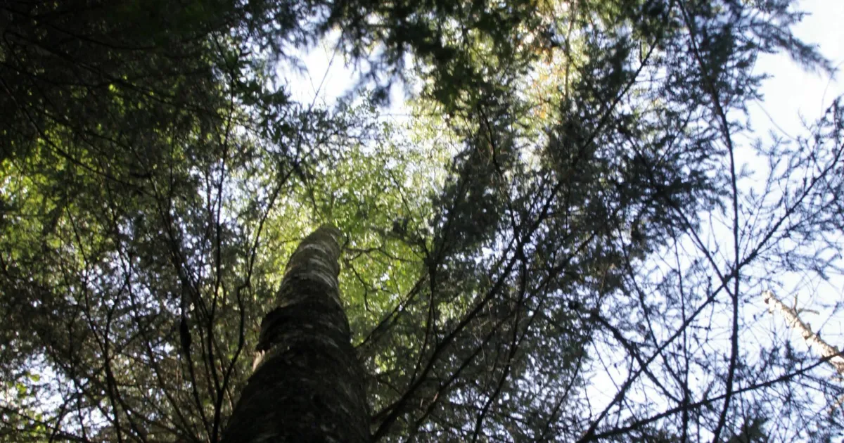 LOODUSREKORDID Kõrgeim arukask kasvab Tartumaal
